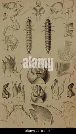 A 1861 study on the metamorphosis of Eleutheratorum insects ...