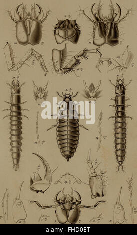 De metamorphosi eleutheratorum observationes (1861) is a significant ...