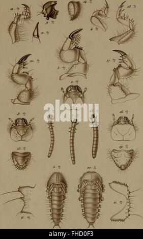 A 1861 study on the metamorphosis of insects, contributing to the ...