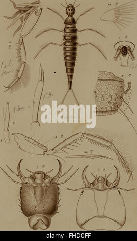 De Metamorphosi Eleutheratorum Observationes - Contributions to the ...