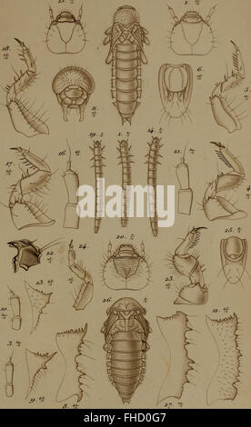 An 1861 work focused on the metamorphosis of insects, contributing to ...
