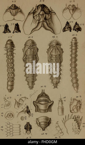 A 1861 work on the metamorphosis of insects, exploring the development ...