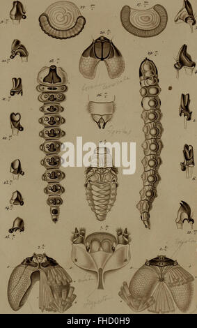 A 1861 study on the metamorphosis of Eleutheratorum species ...