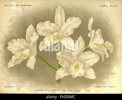 An illustrated dictionary of orchids, featuring detailed botanical ...