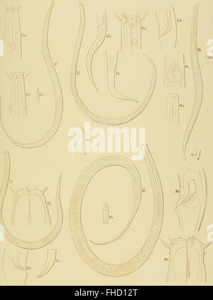 A systematic monograph on the nematodes living freely in pure earth and ...