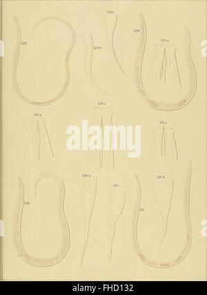 A systematic monograph on the nematodes living freely in pure earth and ...