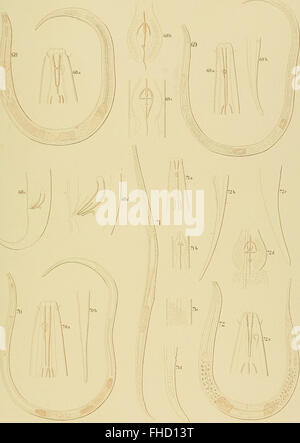 A systematic monograph on the nematodes living freely in pure earth and ...