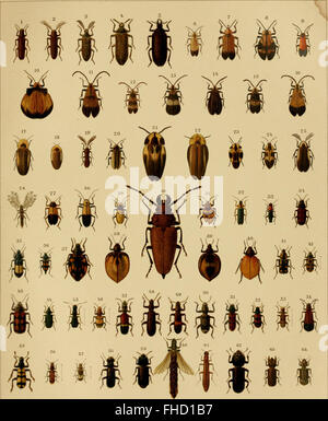 A 1908 work detailing exotic beetles with both descriptive text and ...