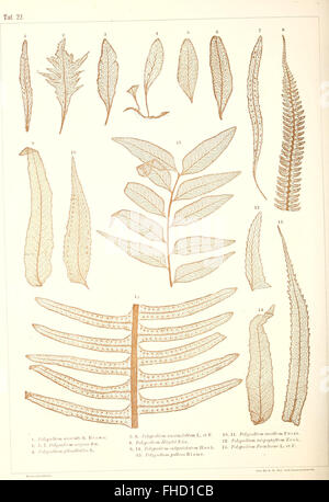 Study of fern species from the Earth's crust, examining prehistoric ...