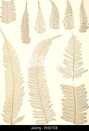 A 1865 study focused on ferns, investigating fossilized remains of ...