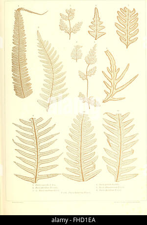The Ferns of the Present World (1865), a scientific examination of ...