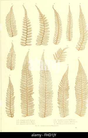 A 1865 study on the investigation and identification of fossilized fern ...