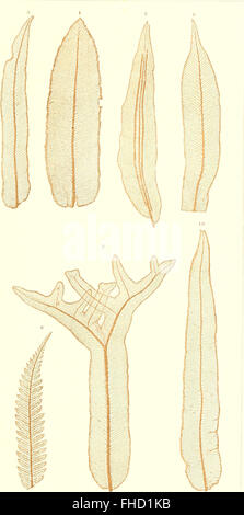 A 1865 study of modern ferns and their fossilized counterparts from ...