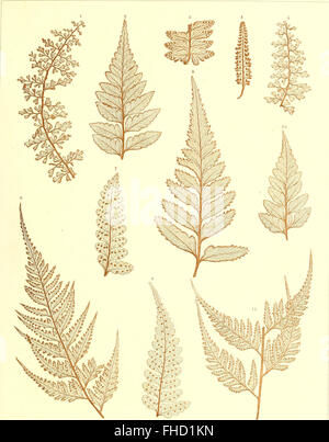 A 1865 work examining the fossilized remains of ferns in Earth's ...