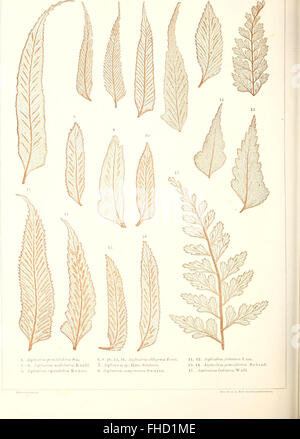 The Ferns of the Present World, examining the fossils of ancient fern ...
