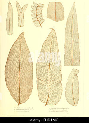 A 1865 work on modern ferns, focusing on the investigation and ...