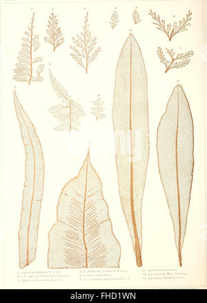A 1865 scientific study on the fossilized remains of ancient fern ...