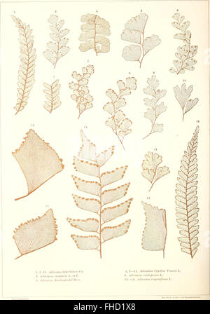 A German work from 1865 examining the ferns of the present world and ...