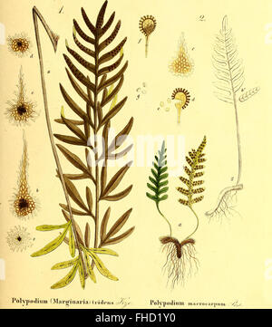 This 1840 botanical work features detailed and accurate illustrations ...