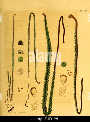 An 1840 botanical work featuring accurate and colorful illustrations of ...