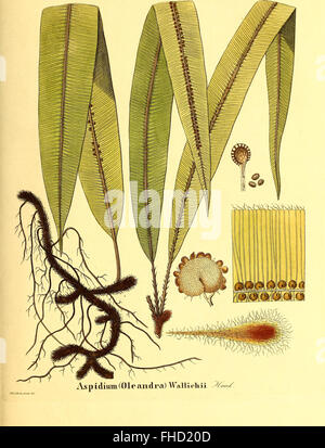 This 1840 work features accurate color illustrations of ferns, with ...