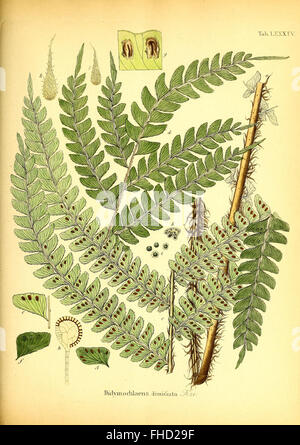 A 1840 German publication featuring colored illustrations of ferns ...