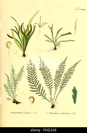 A botanical work from 1840 featuring detailed, accurate color ...