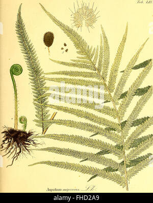 A German botanical work from 1840, featuring detailed color ...