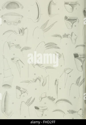 Die Fauna südwest-Australiens. Ergebnisse der Hamburger südwest ...