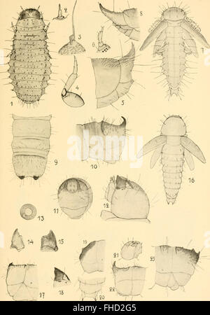 A 1917 study on the spruce beetles of Finland, focusing on their life ...