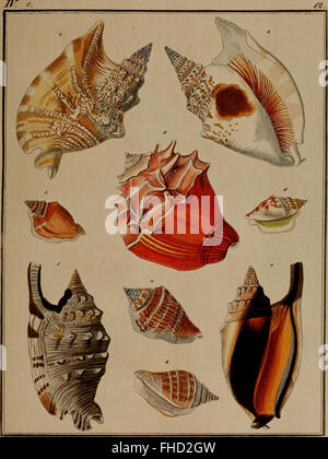 A 1845 work on the winged snails (Strombea), providing natural ...