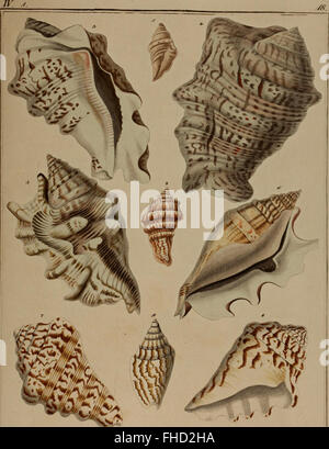 A detailed 1845 study on Strombea, a genus of winged snails, with ...
