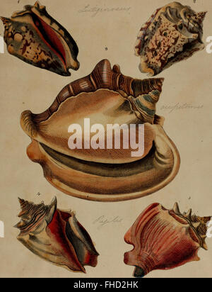 The Winged Snails (Strombea) - Illustrated with Descriptions (1845 ...