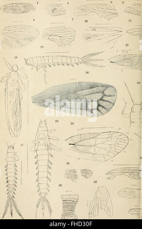 Fossil Insects and the Phylogeny of Extant Forms: A Handbook for ...