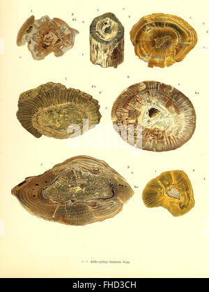 A 1864 work on the fossil flora of the Permian formation, studying ...