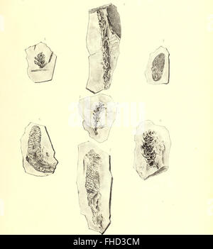 An 1864 study on the fossilized flora of the Permian formation ...