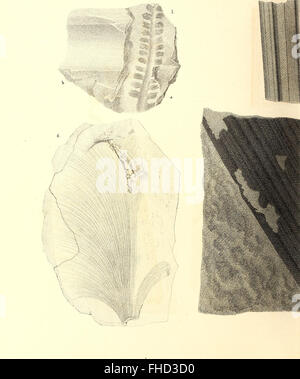 The fossilized flora of the Permian Formation, focusing on the plant ...