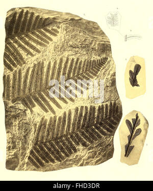 A 1864 study on the fossil flora of the Permian period, focusing on the ...