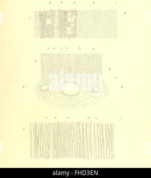 A 1864 work exploring the fossil flora of the Permian period, examining ...