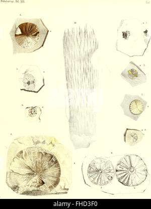 The fossil flora of the Permian formation, detailing plant species from ...