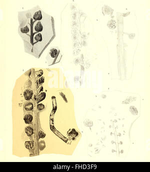 An 1864 study on the fossilized flora of the Permian formation ...