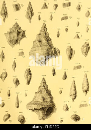A 1891 work documenting fossil discoveries from Java, compiled by Dr. R ...