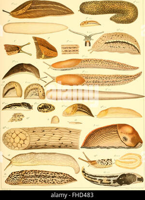 Study of the distribution of land slugs across geographic regions, with ...