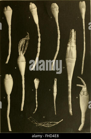 The stalked crinoids of the German Deep Sea Expedition, published in ...