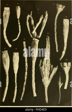 The Stalked Crinoids of the German Deep Sea Expedition (1912 Stock ...