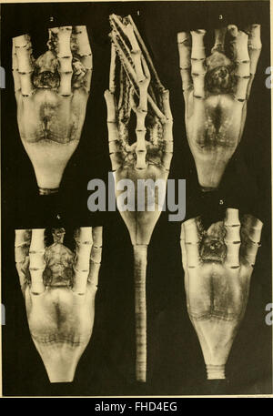 The Stalked Crinoids of the German Deep Sea Expedition (1912 Stock ...