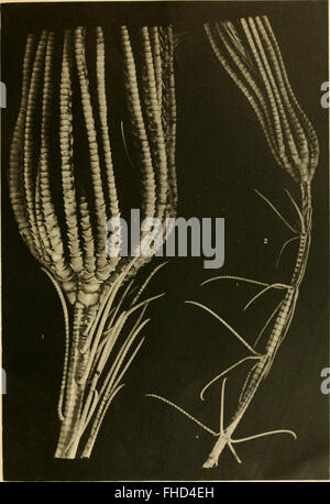 A 1912 study on the stalked crinoids collected during the German Deep ...