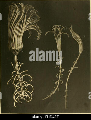 A study of the stalked crinoids (sea lilies) discovered during the ...