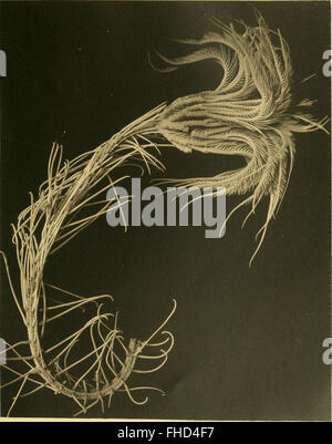 A study of the stalked crinoids collected during the Siboga Expedition ...