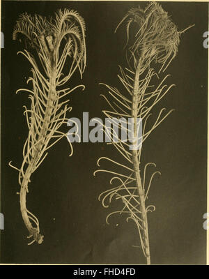 A scientific study from the 1907 Siboga Expedition, focusing on stalked ...